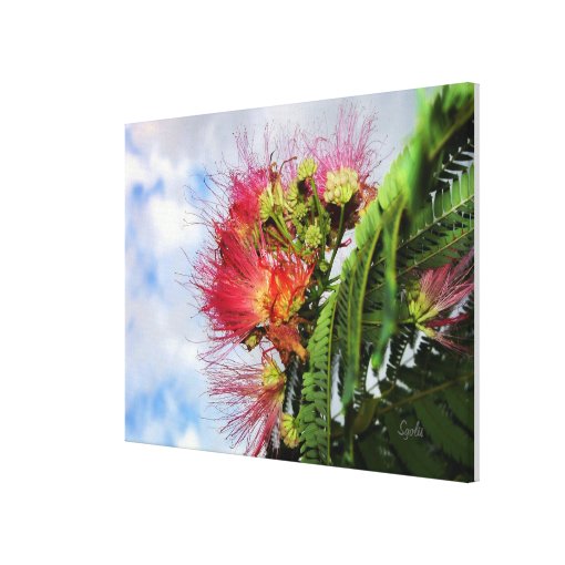 Pink Mimosa Flowering Tree Canvas Print | Zazzle