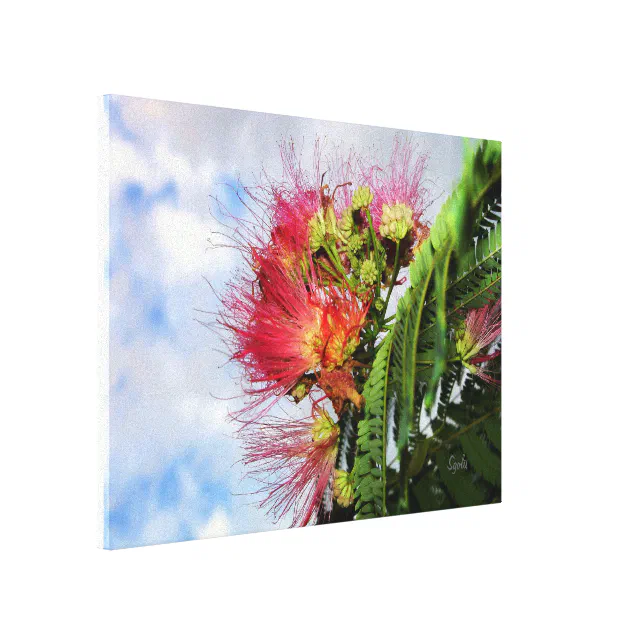 Pink Mimosa Flowering Tree Canvas Print | Zazzle