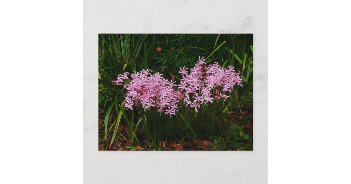 Pink Nerine Flowers Postcard | Zazzle