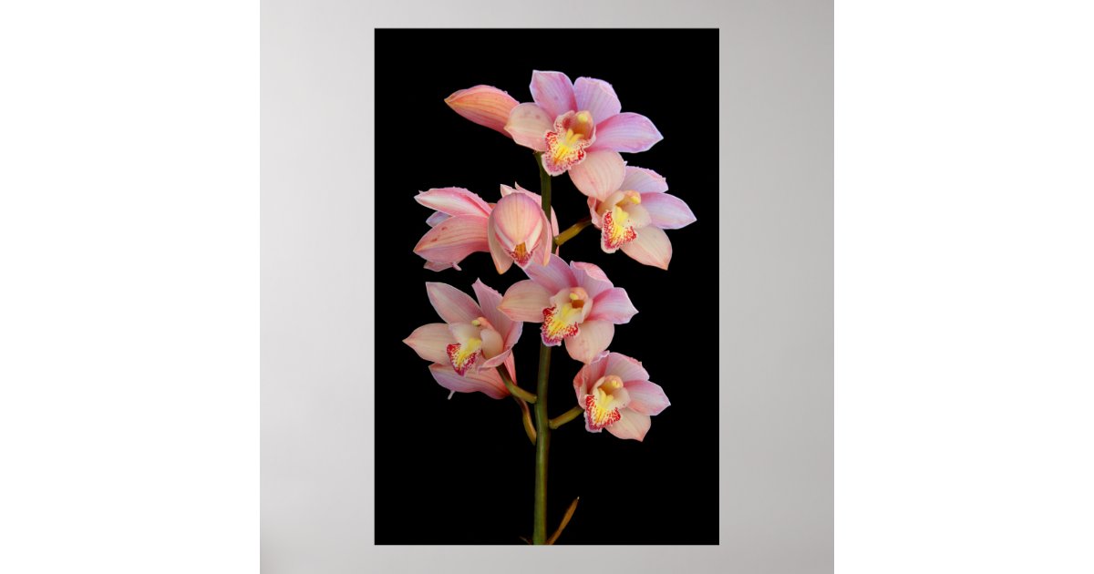 Pink orchid flower poster | Zazzle