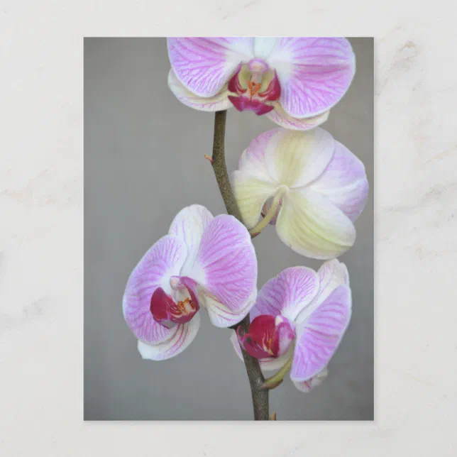 Pink Orchid Flowers Postcard | Zazzle