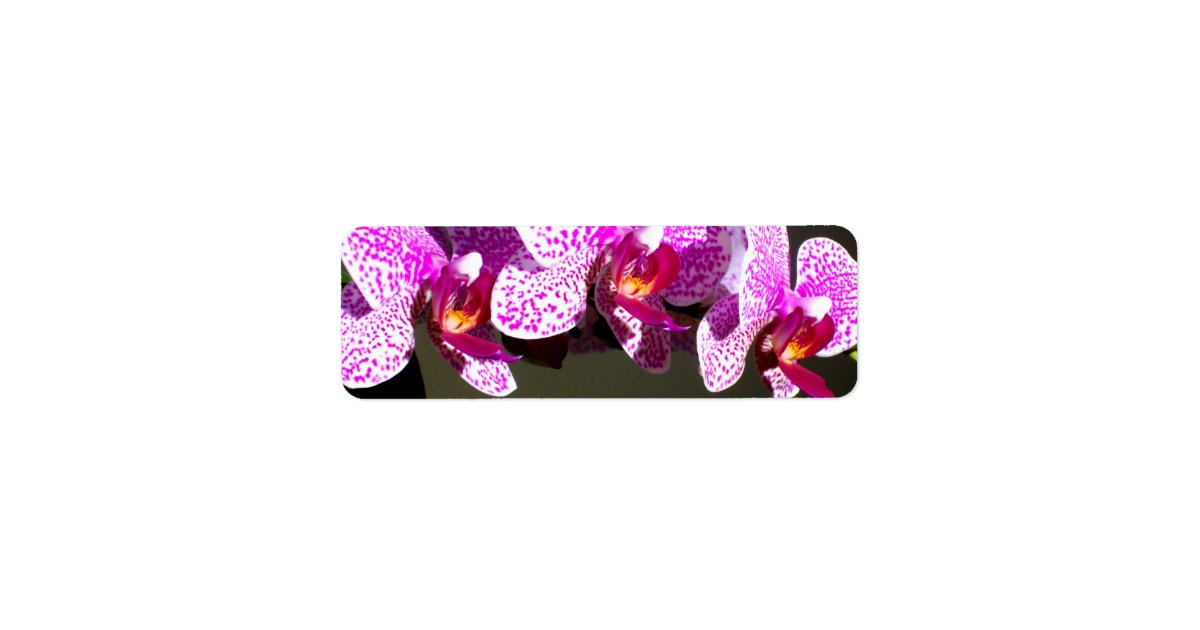 Pink Orchids Label | Zazzle