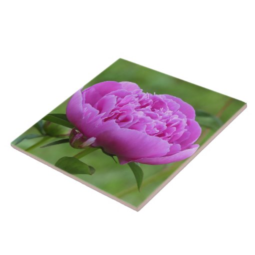 Pink Peony Ceramic Tile | Zazzle