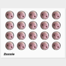 Pink Pig nose close up photograph Classic Round Sticker | Zazzle