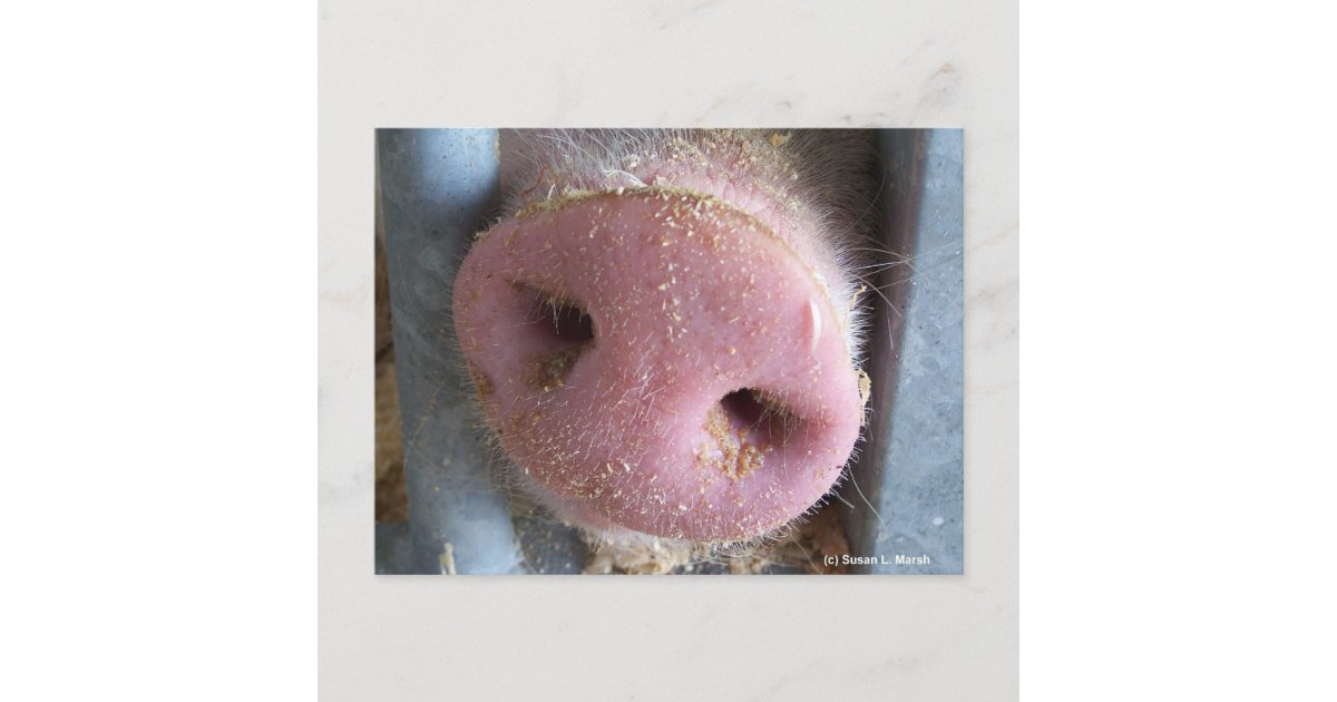 Pink Pig nose close up photograph Postcard | Zazzle