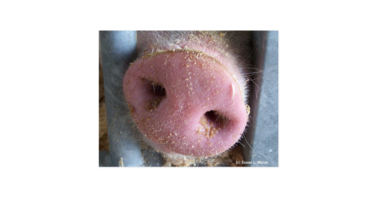 Pink Pig nose close up photograph Postcard | Zazzle.com