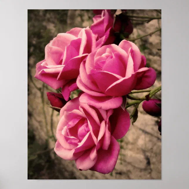 Pink Pirouette Roses Poster | Zazzle