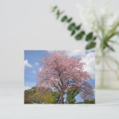 Pink Poui Tree on Harris Promenade San Fernando Postcard | Zazzle