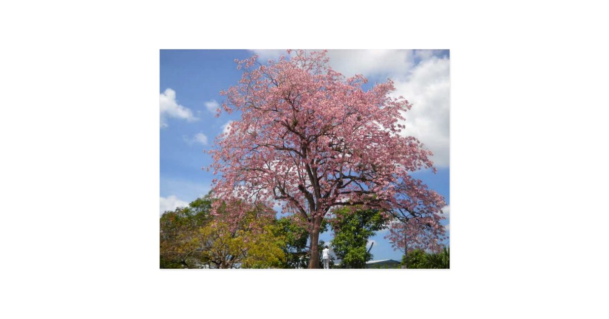 Pink Poui Tree on Harris Promenade San Fernando Postcard | Zazzle.com