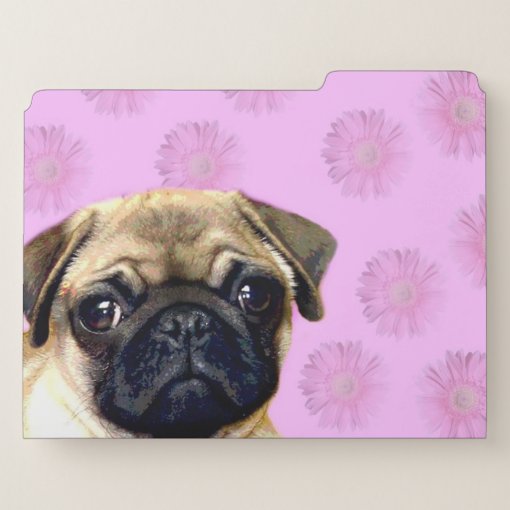 Pink pug dog set of file folders | Zazzle
