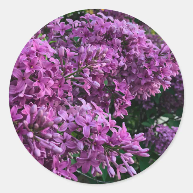 Pink purple lilacs | romantic pink floral photo classic round sticker ...