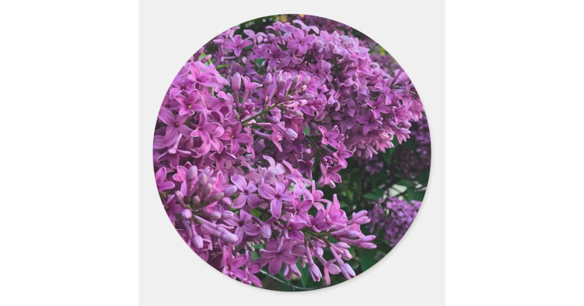 Pink purple lilacs | romantic pink floral photo classic round sticker ...