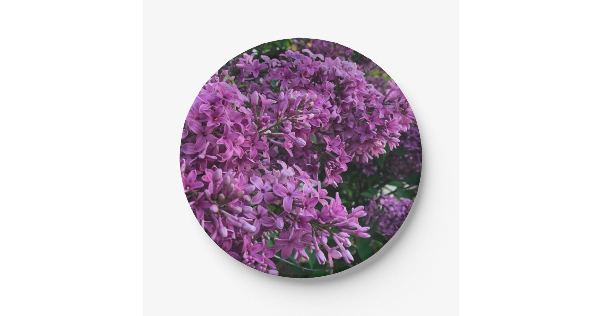 Pink purple lilacs | romantic pink floral photo paper plates | Zazzle