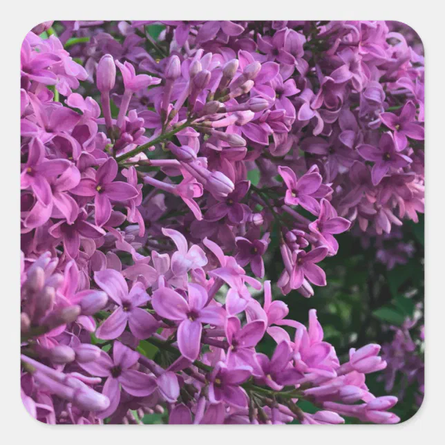 Pink purple lilacs | romantic pink floral photo square sticker | Zazzle