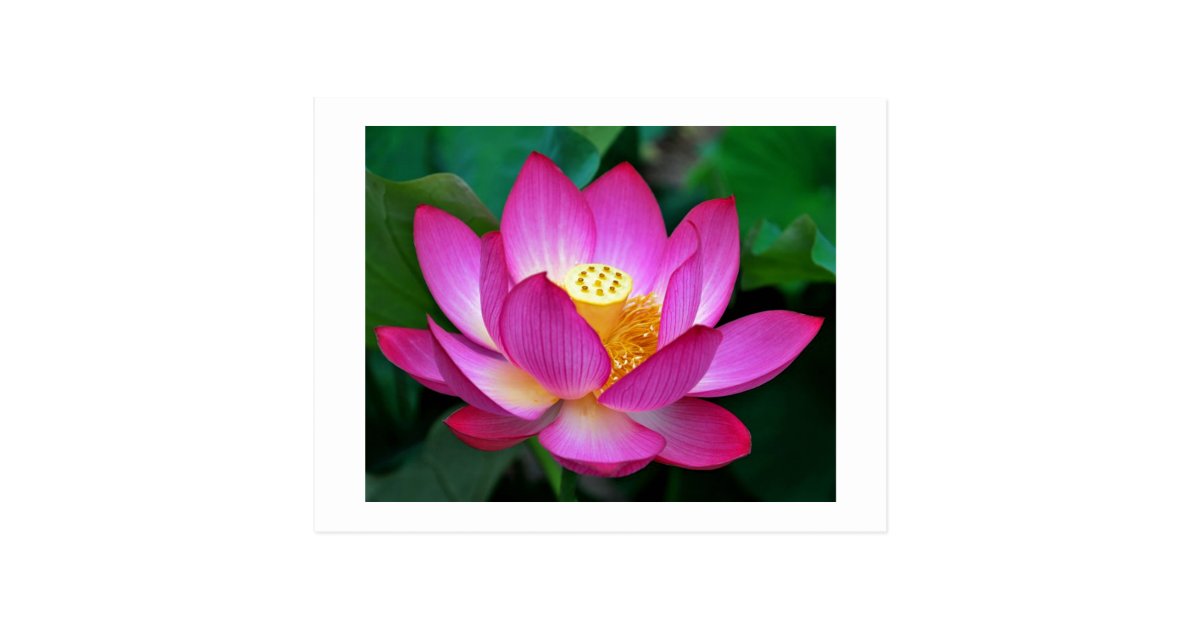Pink Purple Lotus Flower Blank Floral Postcard | Zazzle.com