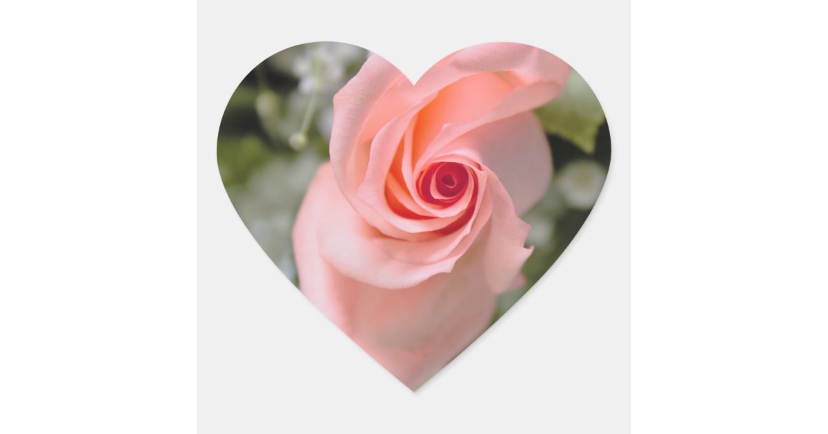 Pink Rose Photo Heart Sticker | Zazzle