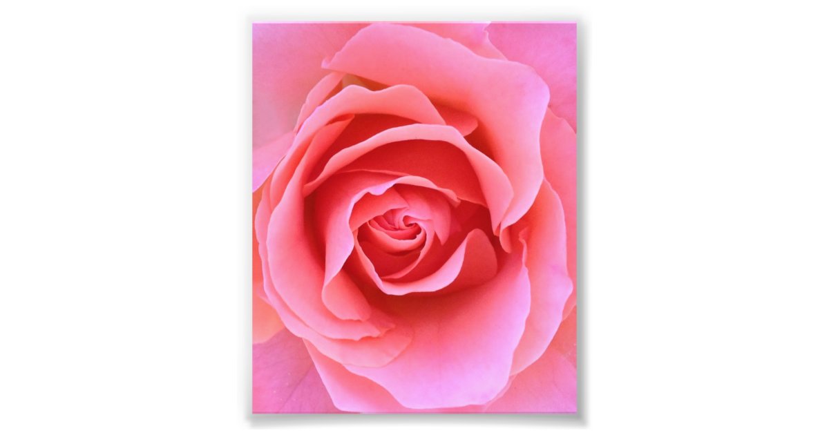 Pink Rose Photo Print | Zazzle