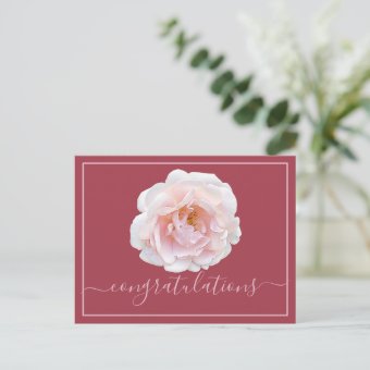 Pink Rose Pink Background Congratulations Postcard | Zazzle
