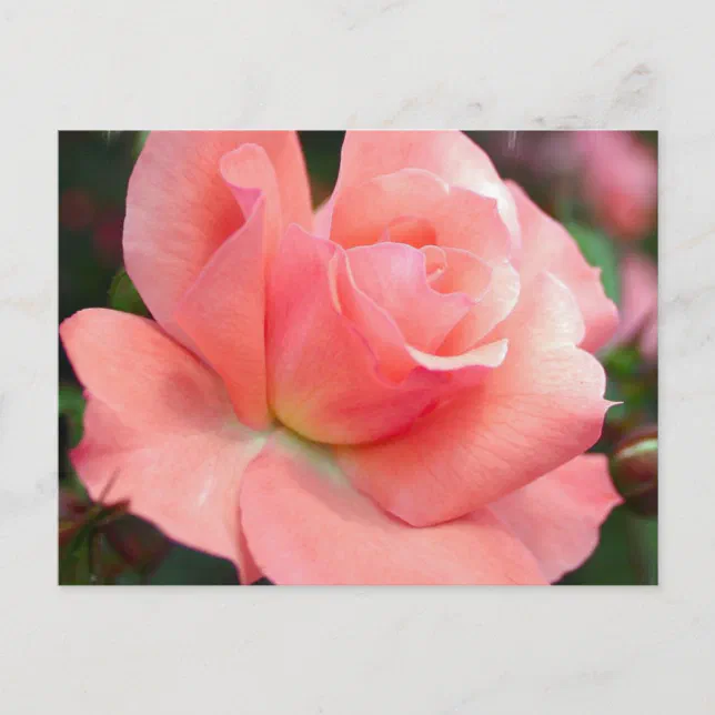 Pink Rose Postcard | Zazzle