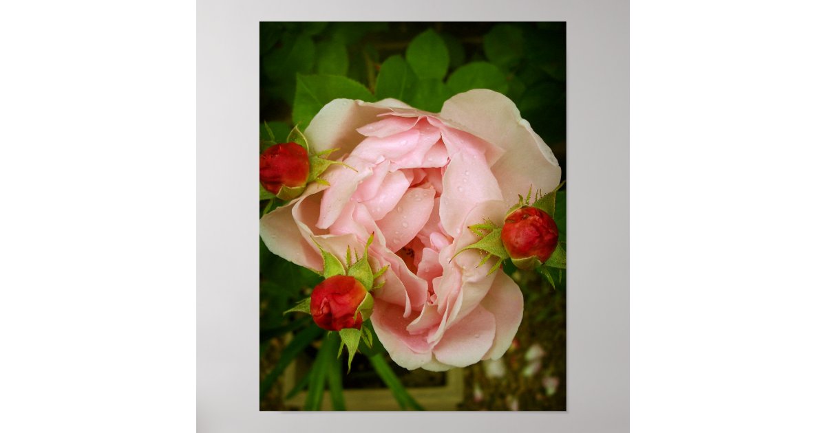 Pink Rose Poster | Zazzle