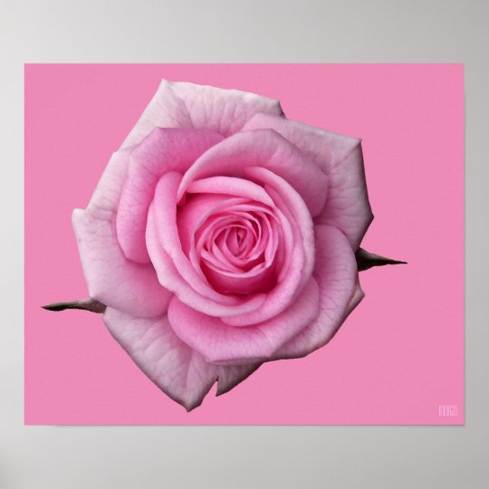 Pink Rose Poster Print Beautiful Flower Art Print | Zazzle