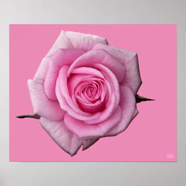 Pink Rose Poster Print Beautiful Flower Art Print | Zazzle