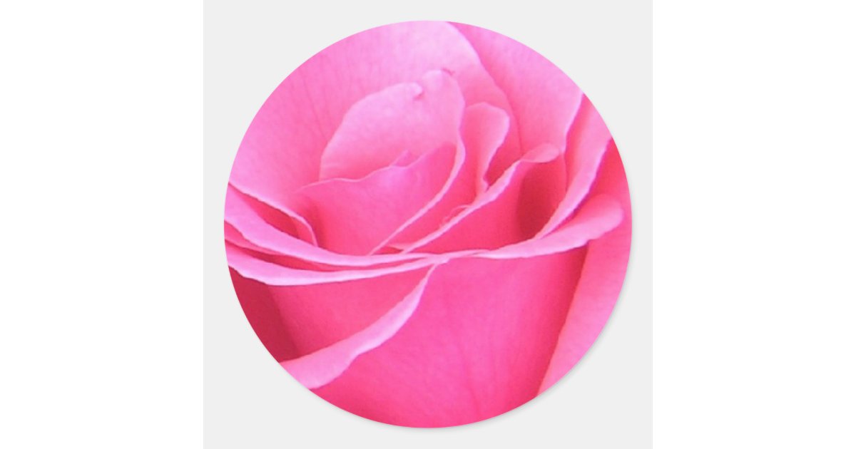 Pink Rose Sticker | Zazzle