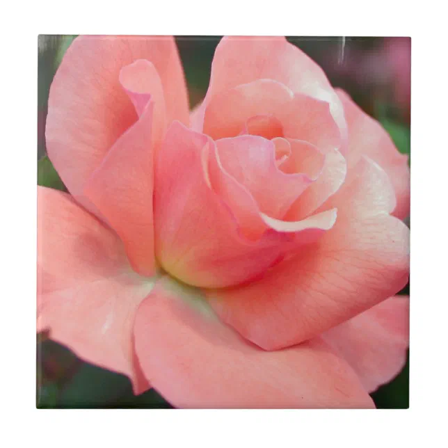 Pink Rose Tile | Zazzle