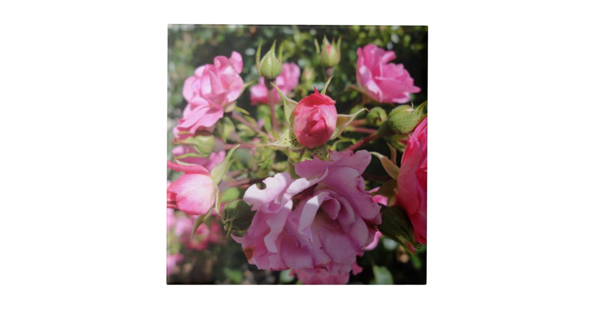 Pink Rose Tile | Zazzle