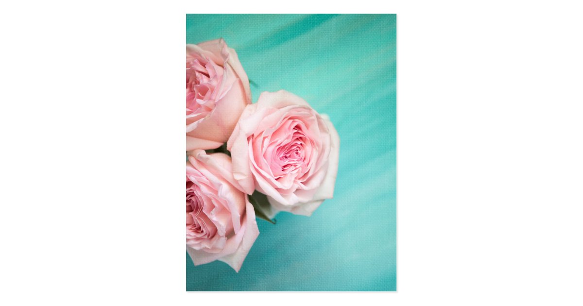 Pink roses and teal background postcard | Zazzle.com