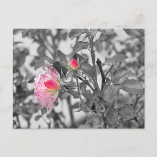 Pink Roses Color Splash Photo Postcard | Zazzle.com