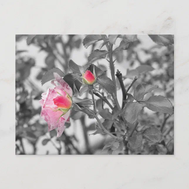 Pink Roses Color Splash Photo Postcard | Zazzle