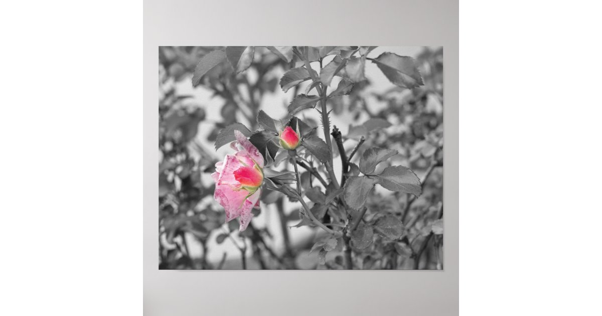 Pink Roses Color Splash Photo Poster | Zazzle