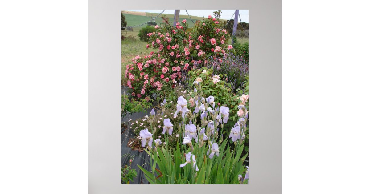Pink Roses Flowers Nature Cottage Garden Poster | Zazzle