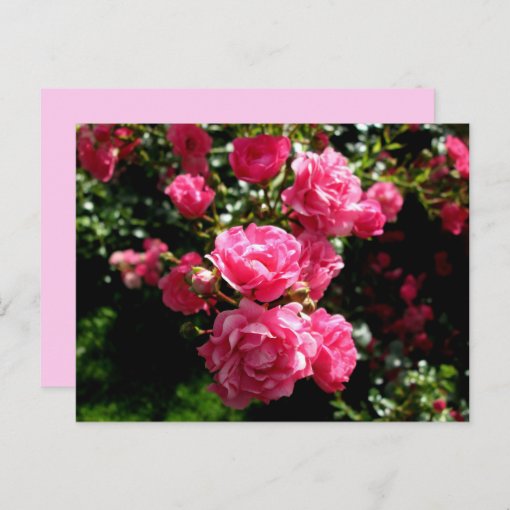 pink roses postcard | Zazzle