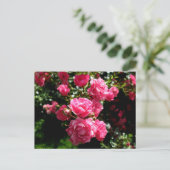 pink roses postcard | Zazzle