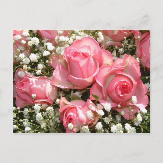 Pink Roses Postcard | Zazzle.com