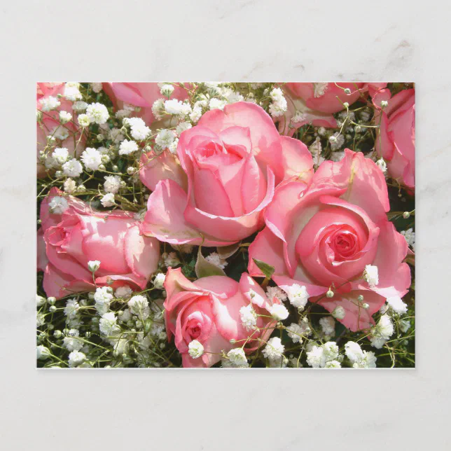 Pink Roses Postcard | Zazzle
