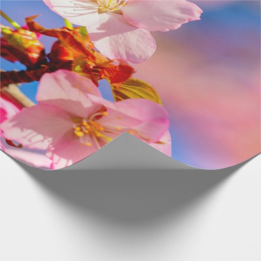 Pink Sakura Blossoms On A Sunny Day Of Spring Wrapping Paper | Zazzle