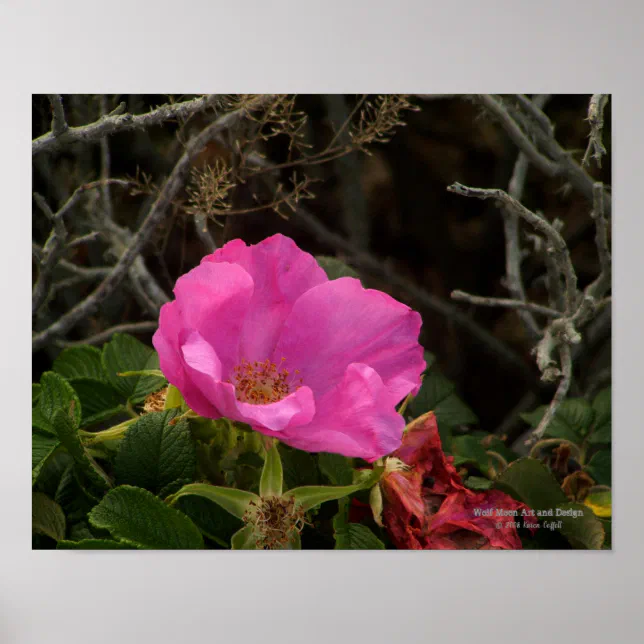 Pink Seaside Beach Rose Blossom Rosa Rugosa Poster | Zazzle