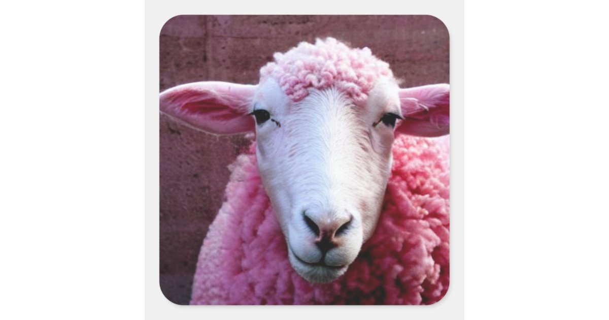 Pink Sheep Square Sticker | Zazzle