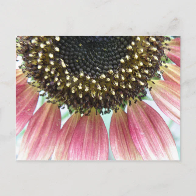 Pink Sunflower Postcard | Zazzle