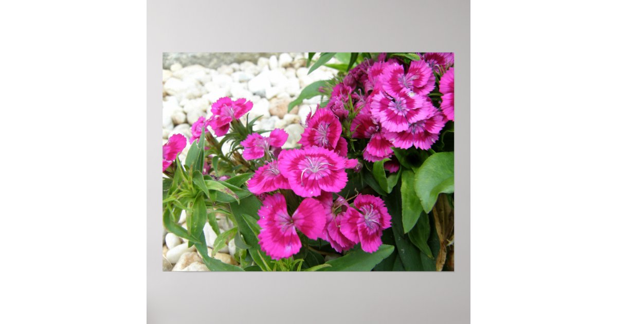 Pink Sweet William/Dianthus Flower Poster Print | Zazzle