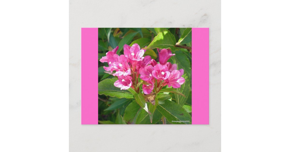 Pink Trumpet Flowers Postcard | Zazzle