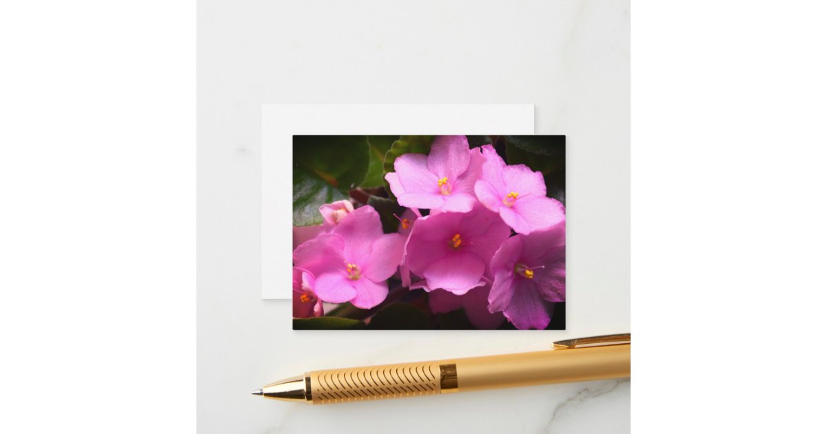 Pink Violette Africaine Saintpaulia Flowers Enclosure Card | Zazzle