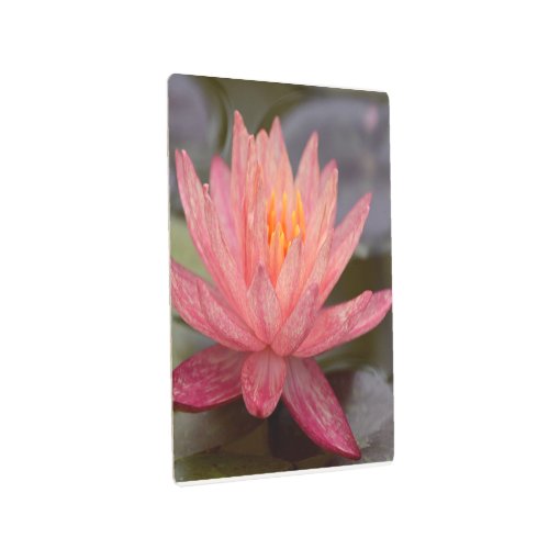 Pink Water Lily Metal Wall Art | Zazzle