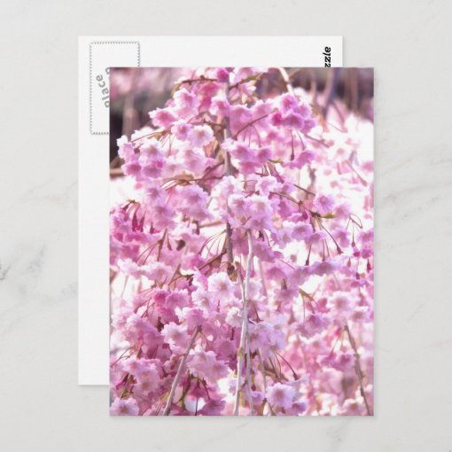 Pink Weeping Willow Tree Postcard | Zazzle