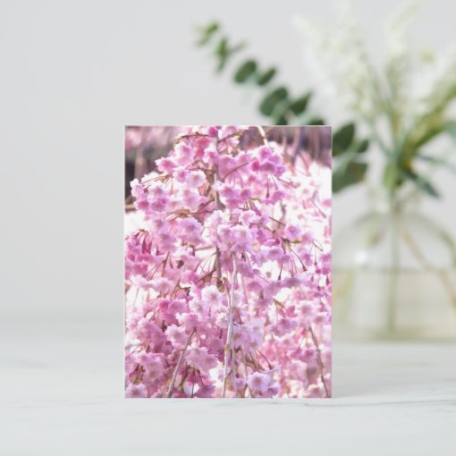 Pink Weeping Willow Tree Postcard | Zazzle