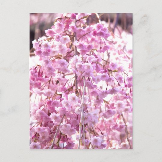 Pink Weeping Willow Tree Postcard | Zazzle.com