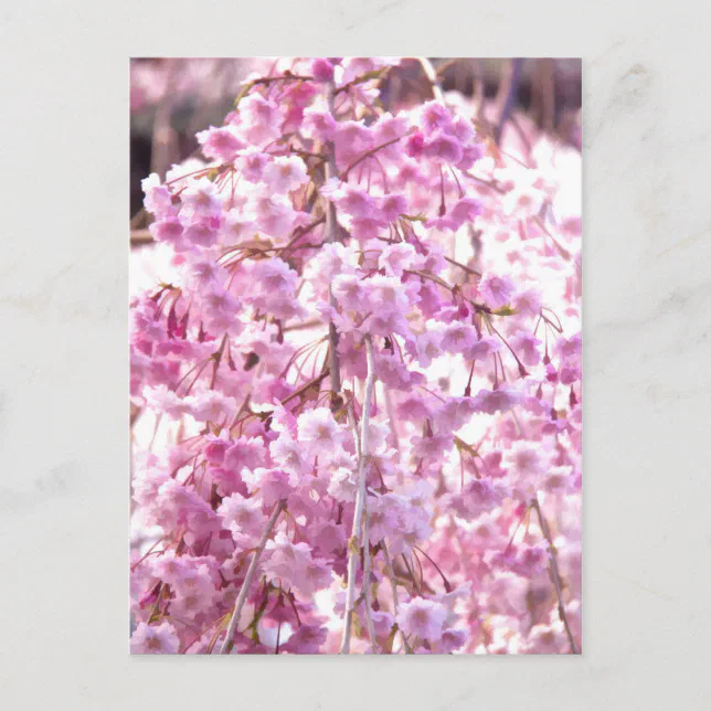 Pink Weeping Willow Tree Postcard | Zazzle